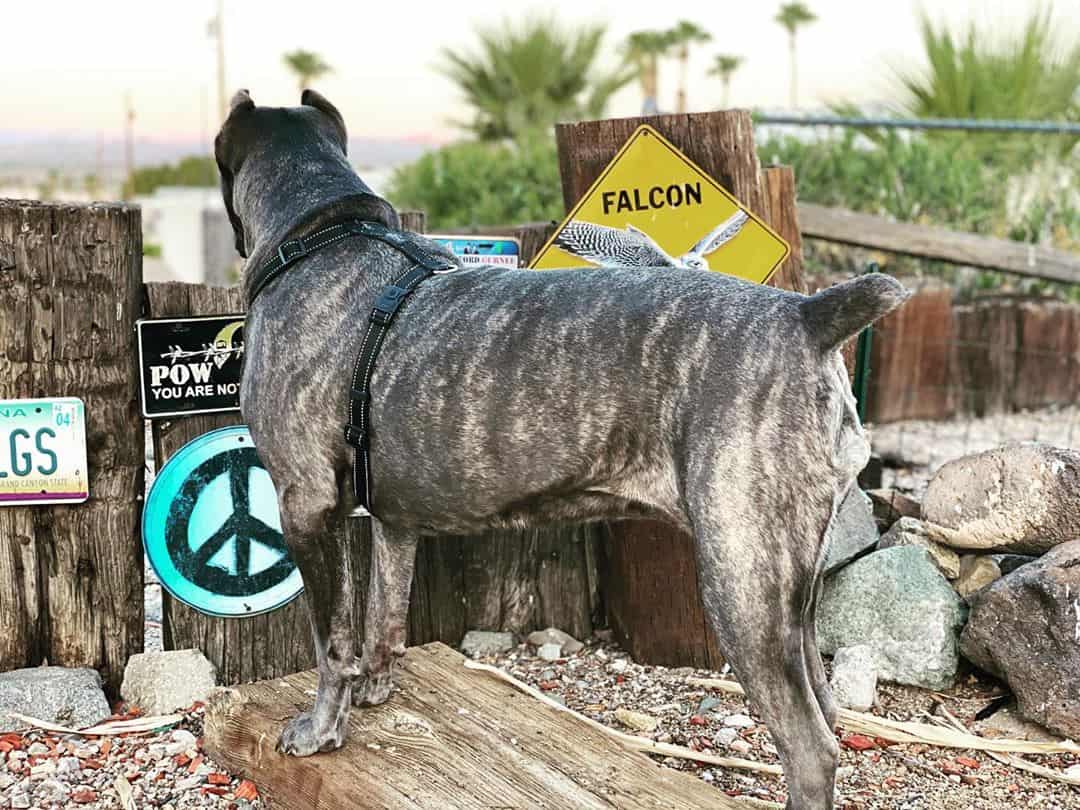Cane Corso Color Chart